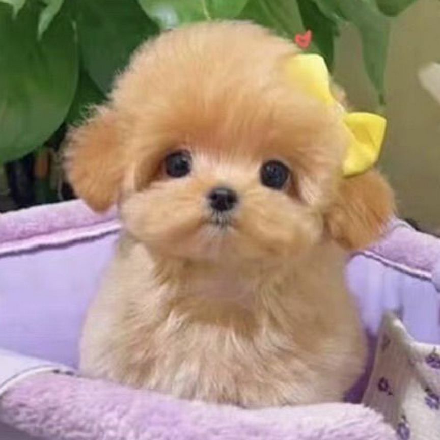 Мальтипу, щенок