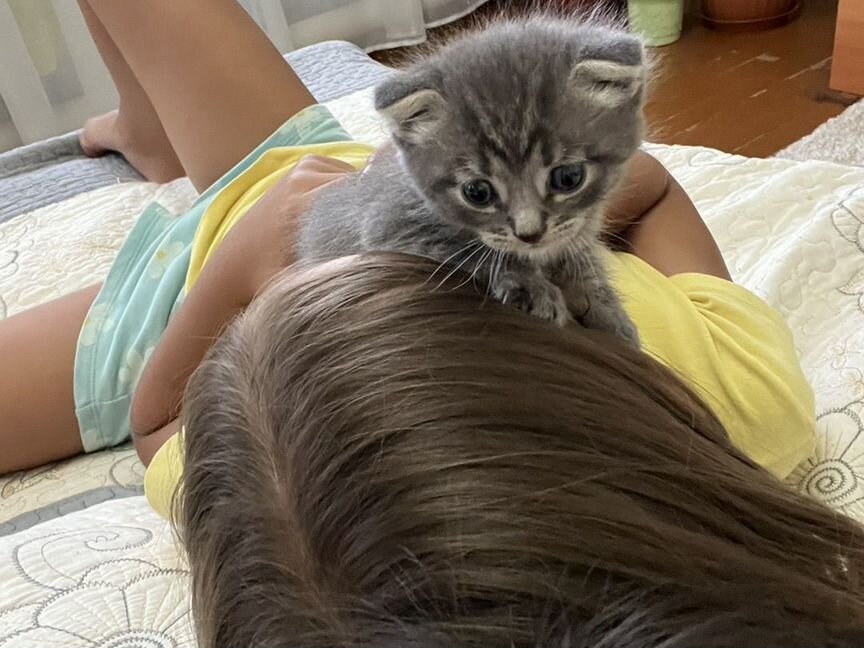 Серая вислоухая кошка