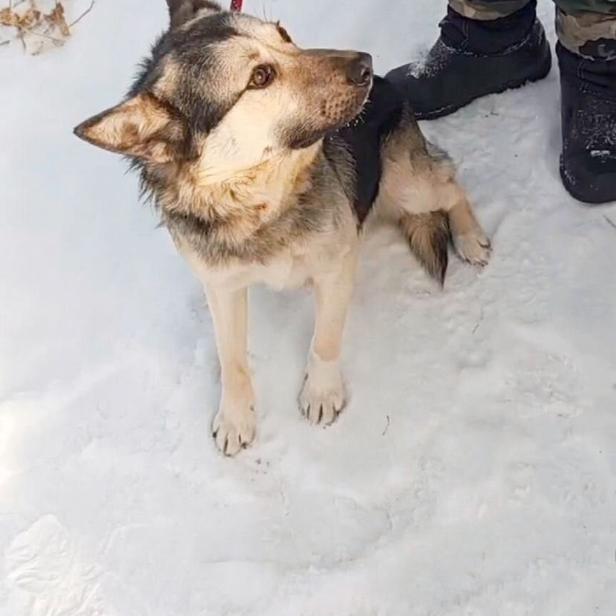 Собака в добрые руки отдам бесплатно