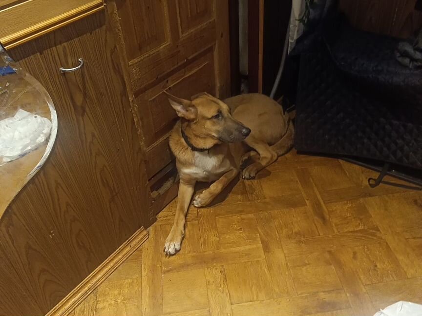 Собака метис вео