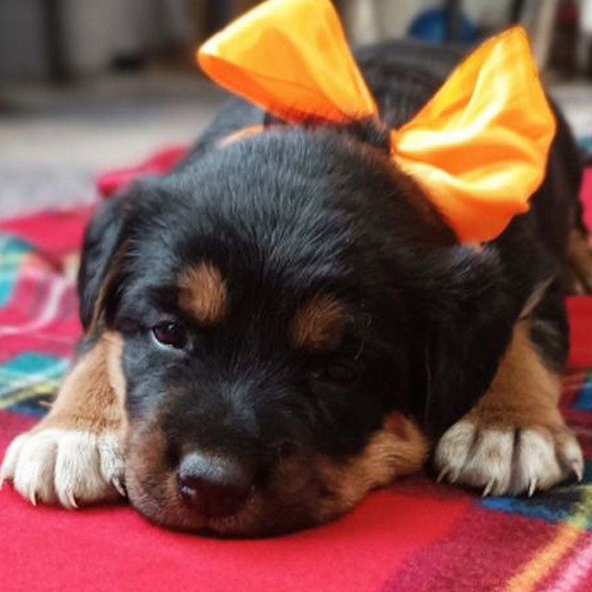 Щенок в добрые руки