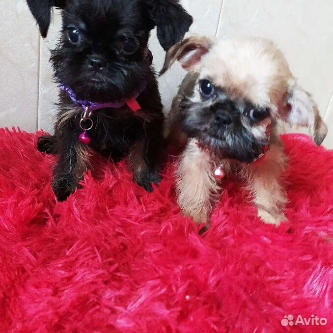 Грифошки мини