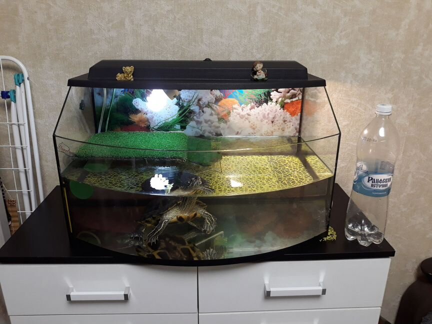 Террариум и аквариум