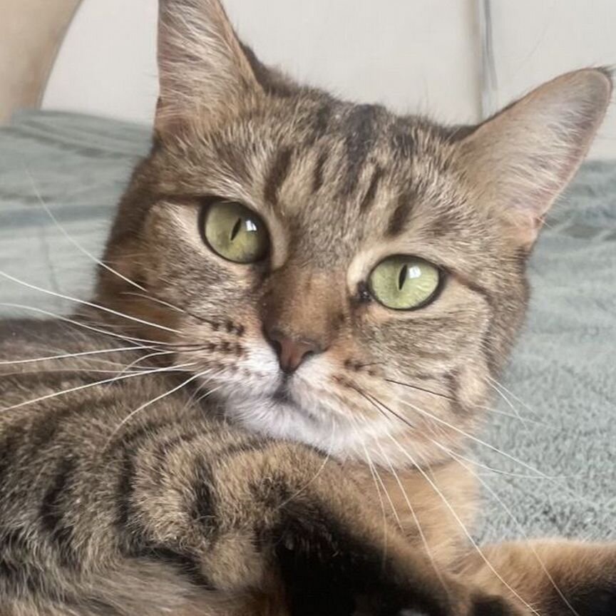 Взрослая, кошка в добрые руки