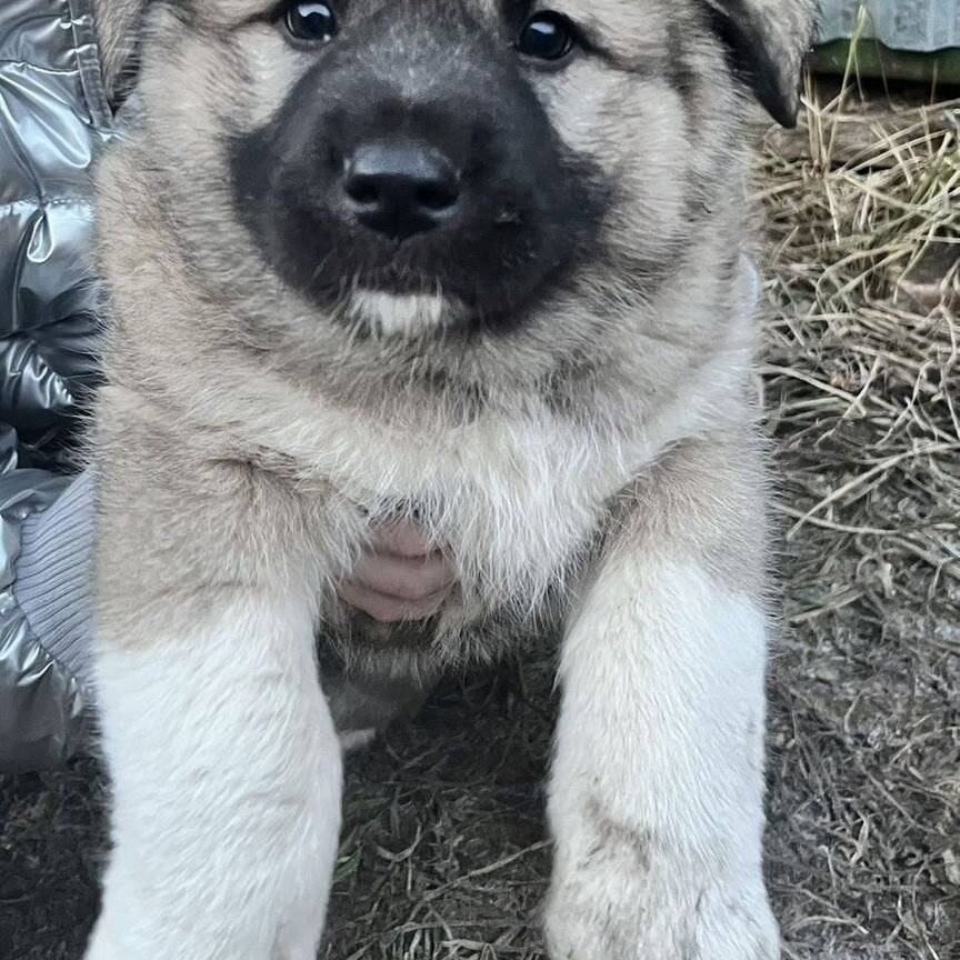 Помесь акиты