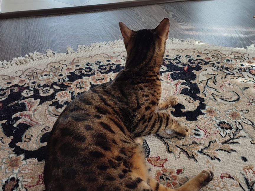 Бенгальская кошка бесплатно