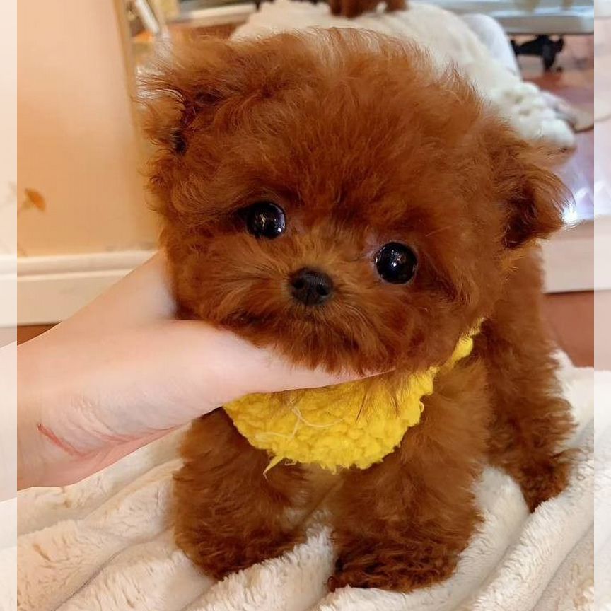 Мальтипу, щенок