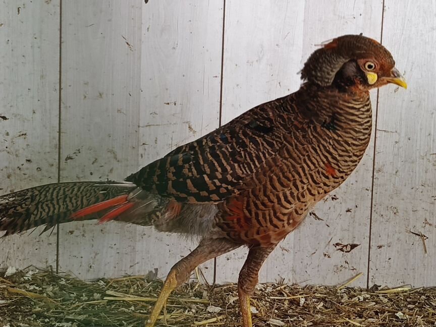 Золотой фазан