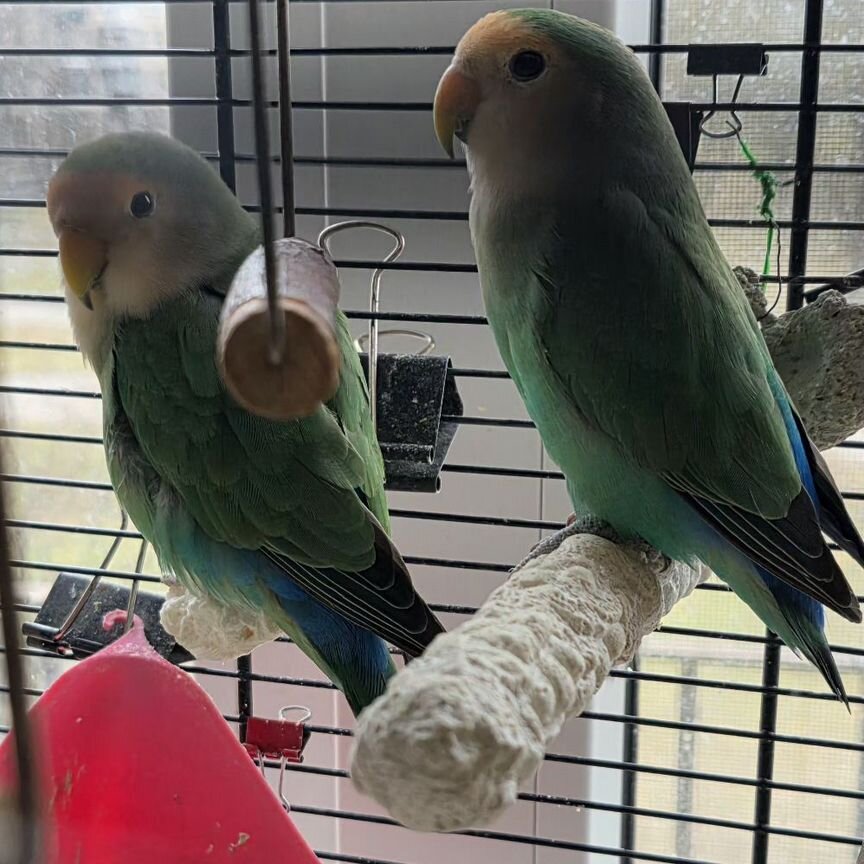 Попугаи неразлучники с клеткой