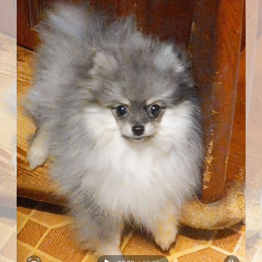 Померанский шпиц, щенок