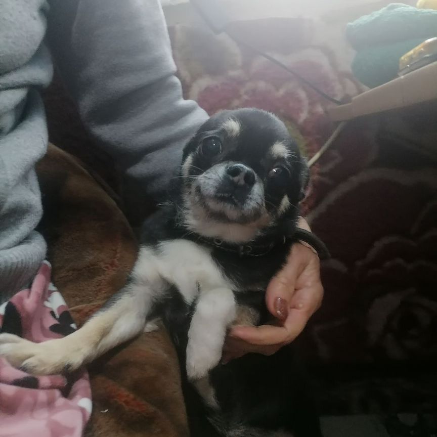 Собаки чехуа хуа