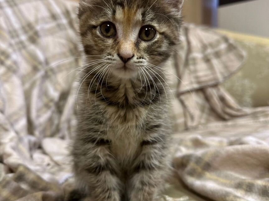Котенок в добрые руки