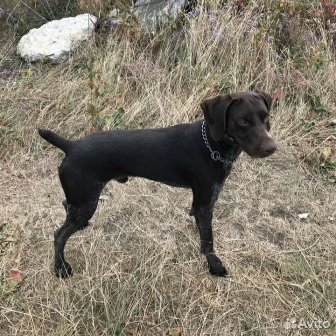 Вязка курцхар