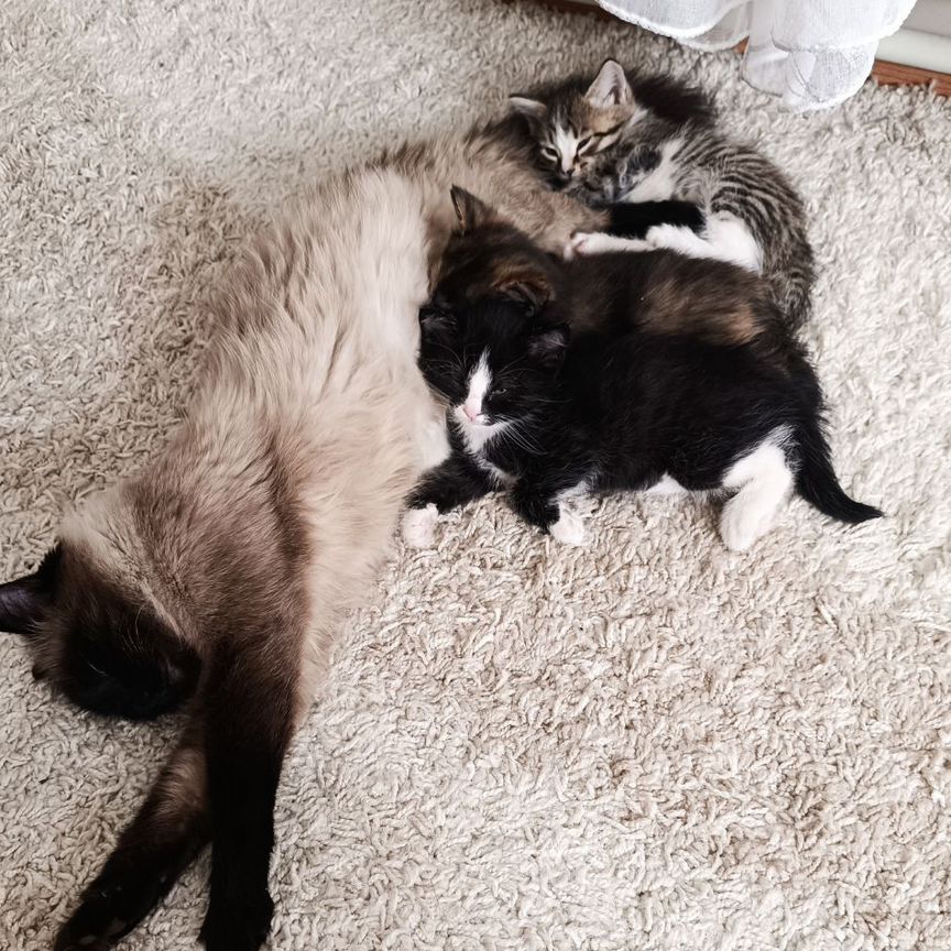 Котёнок в добрые руки