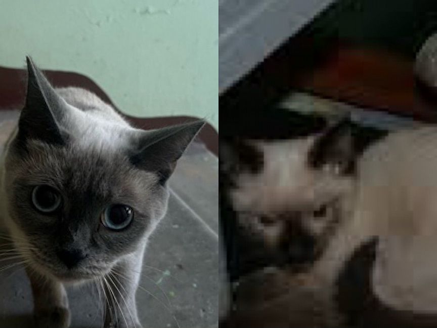 Котята в подъезде