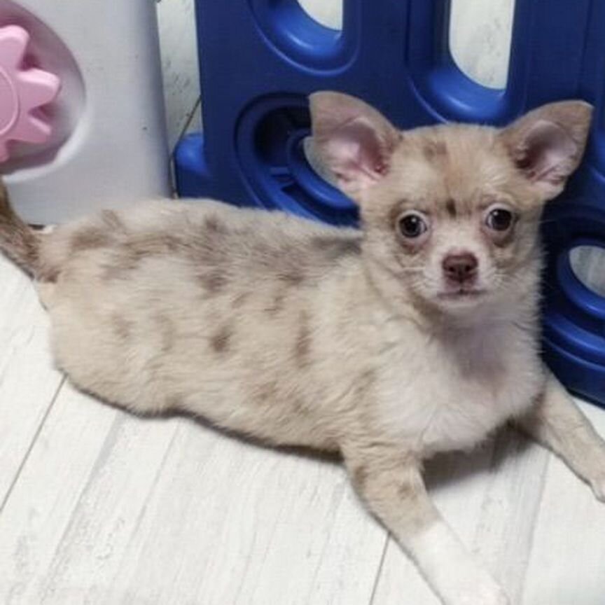 Гречка (шоко мерль)доставка