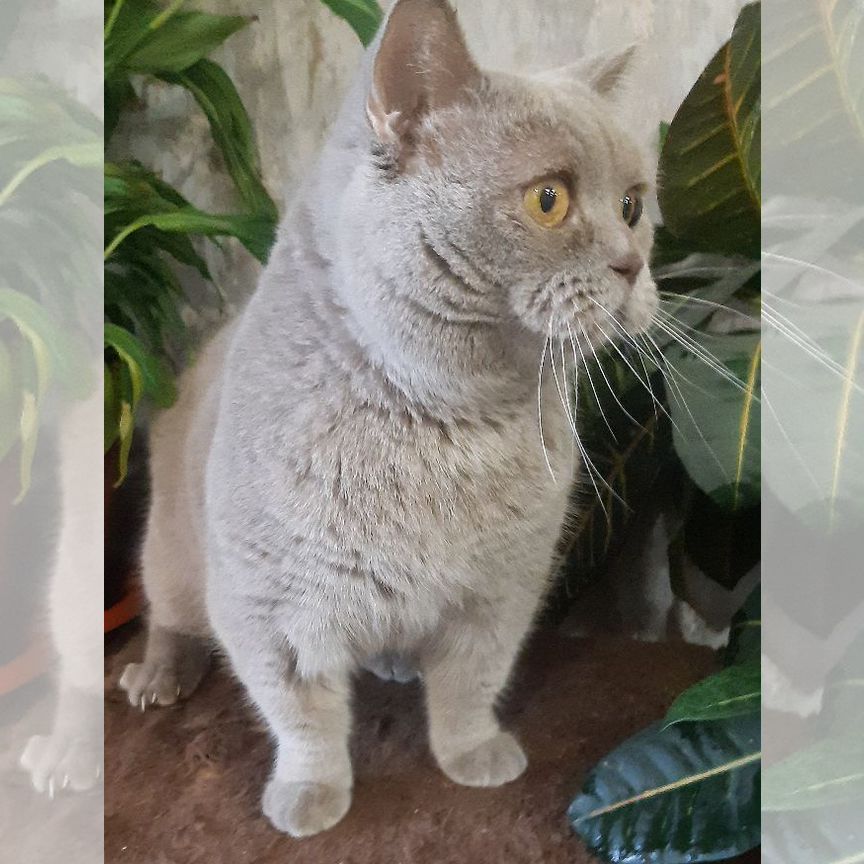 Британский короткошёрстный кот, взрослый