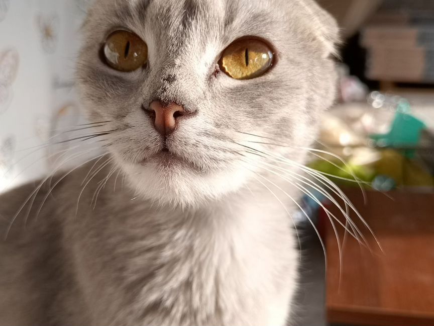 Шотландская вислоухая