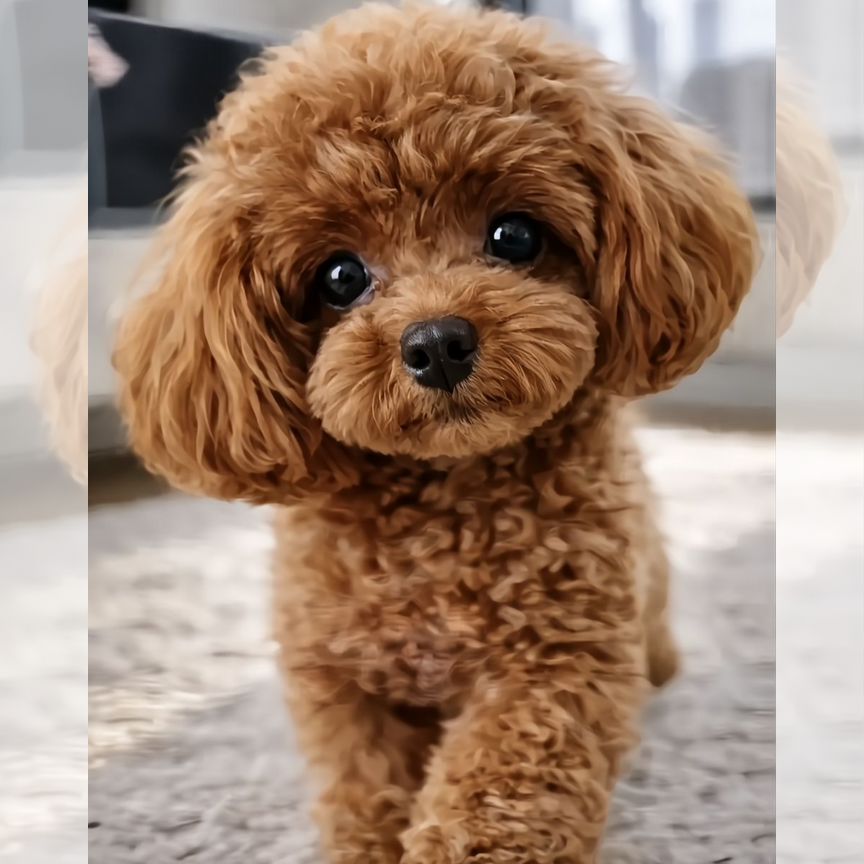 Той-пудель, щенок