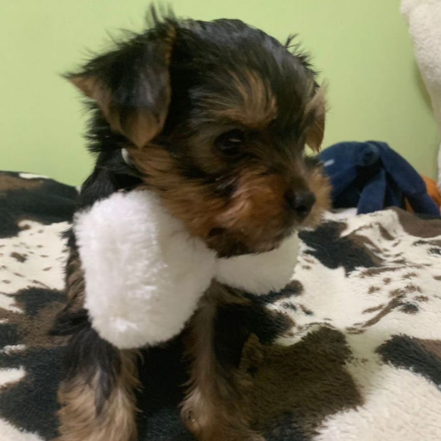 Йоркширский терьер, щенок