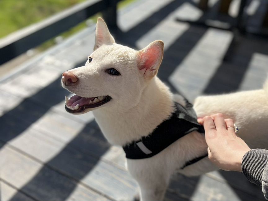 Сиба-Ину(Шиба Ину) кремовая