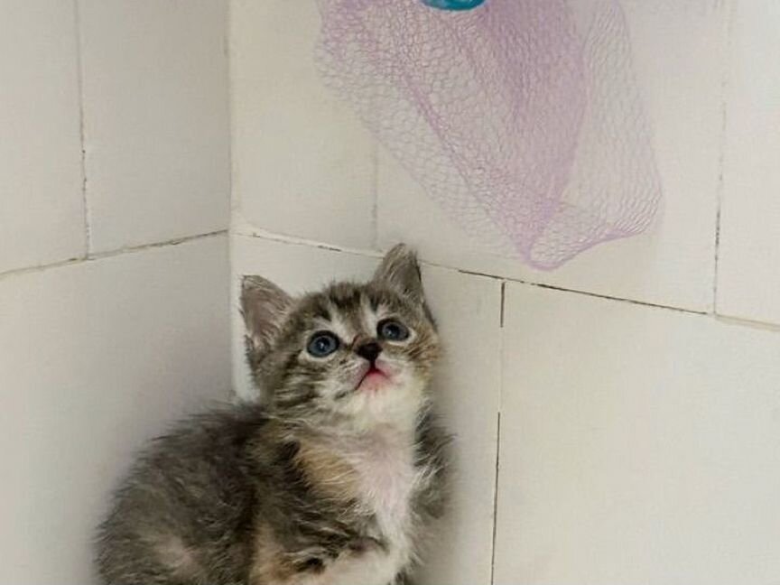 Двое котят в добрые руки