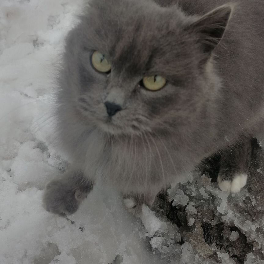 Прибилась кошечка