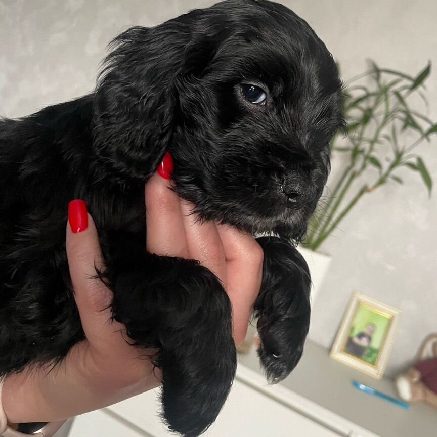 Английский кокер-спаниель, щенок