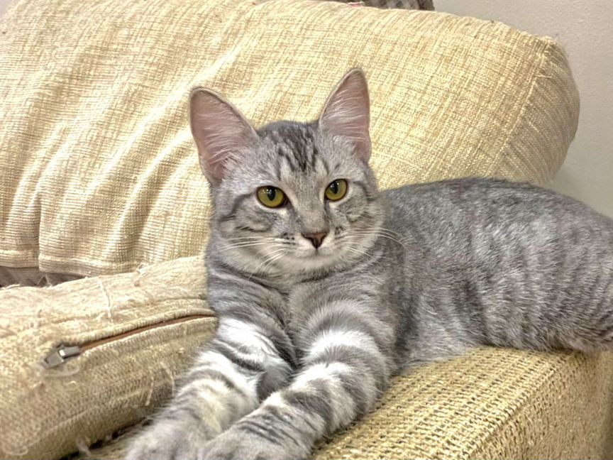 Котенок