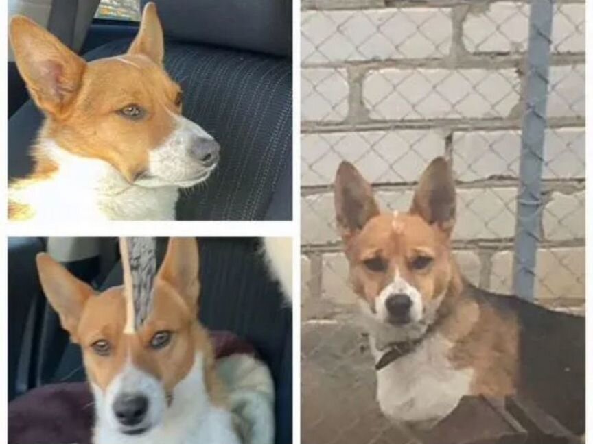 Потерялась собака