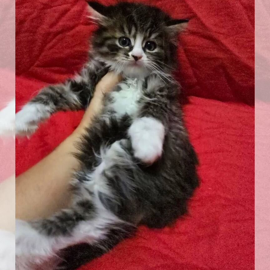 Сибирский котёнок