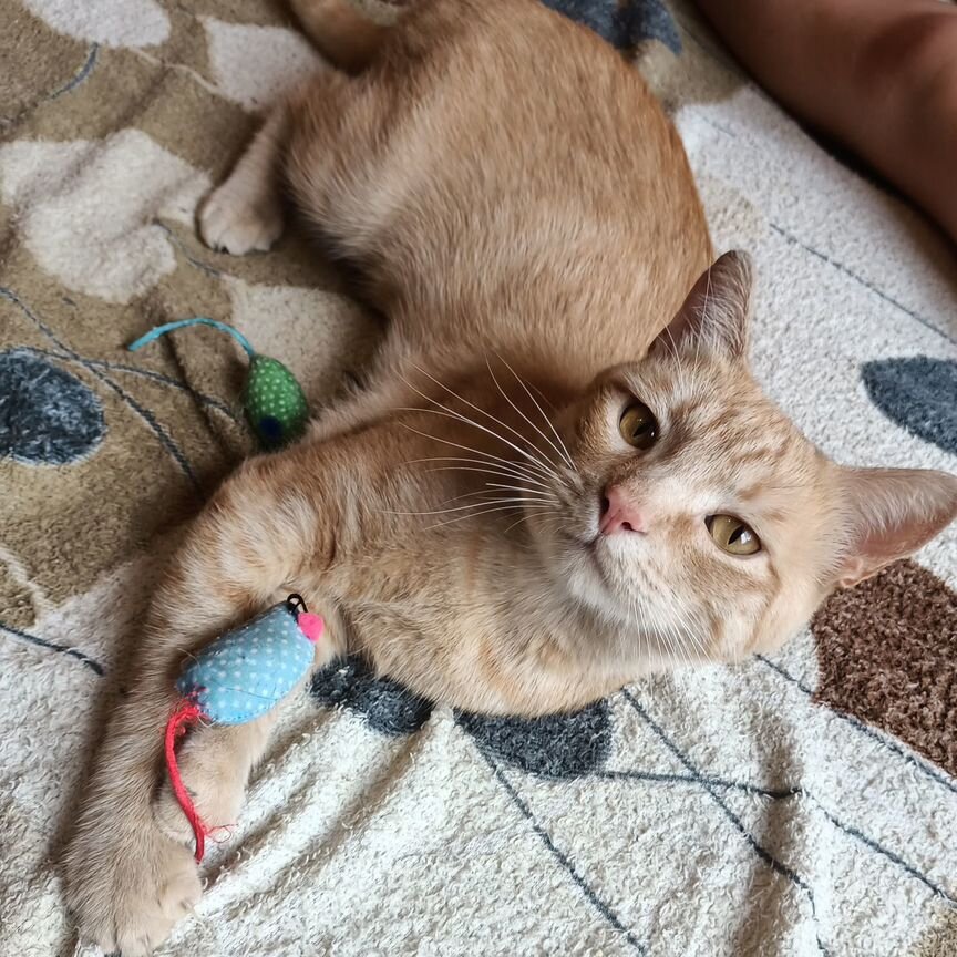 Кот милый Рыжулькин