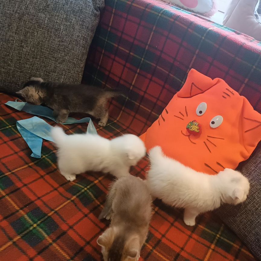 Продаю шотландских котят