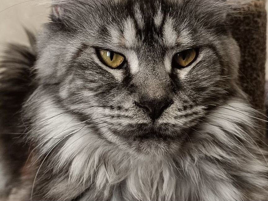 Котята мейн-кун