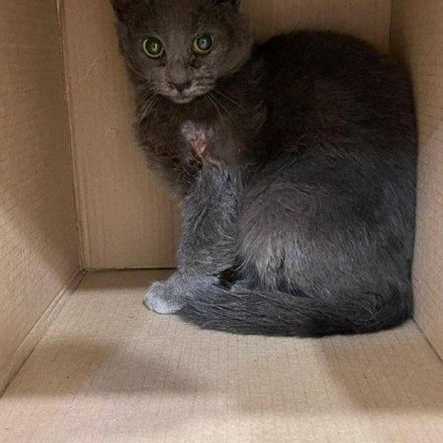 Котенок фенотип русской голубой в дар