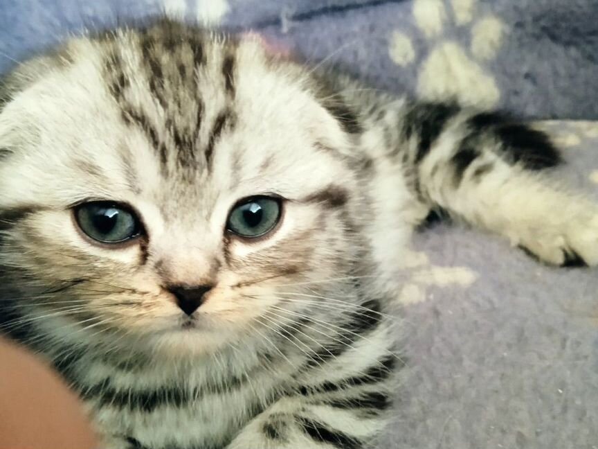 Шотландская вислоухая