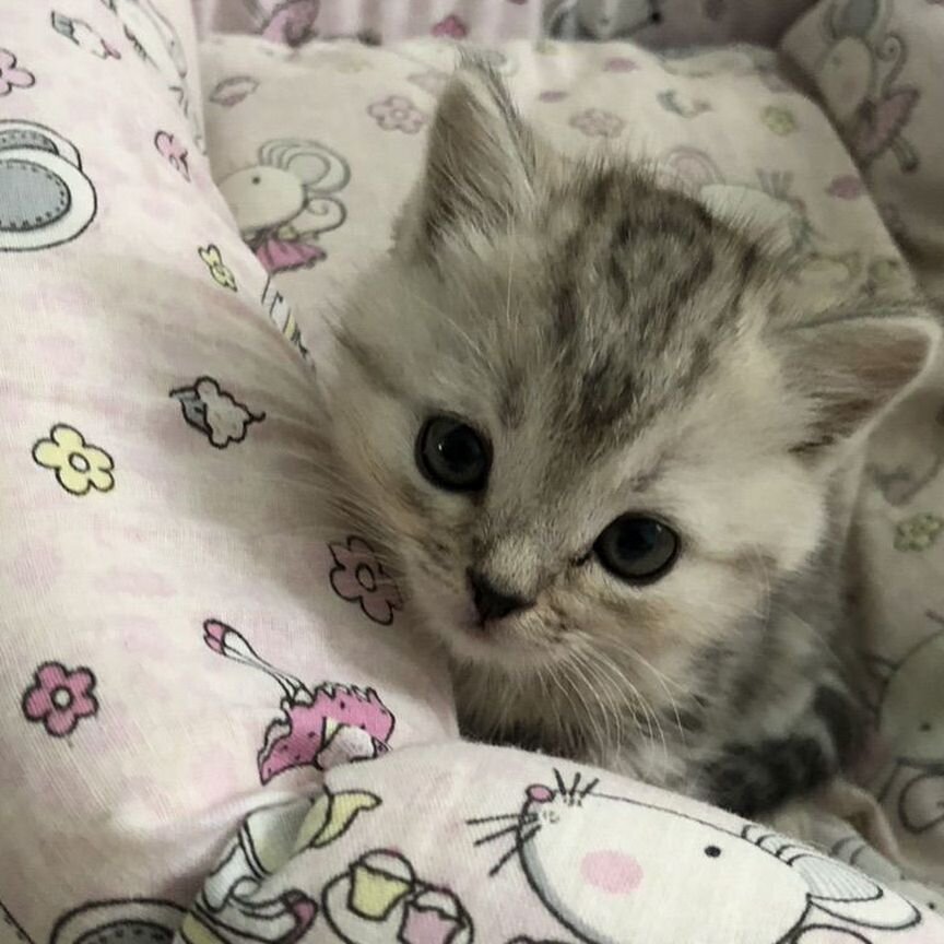 Шотландские котята