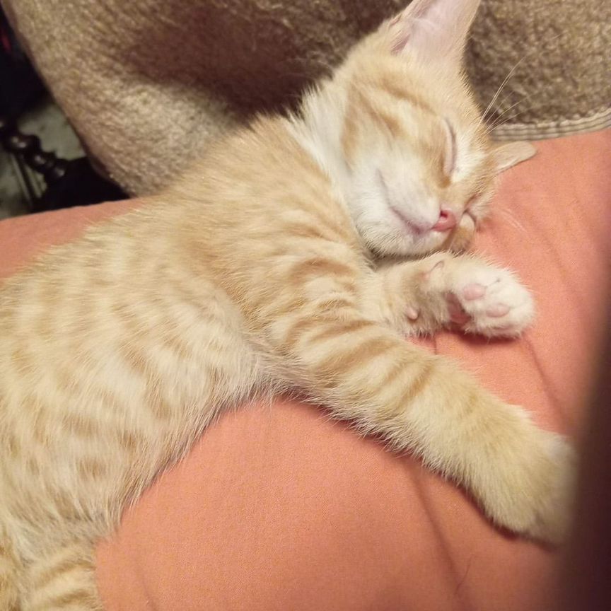 Котенок