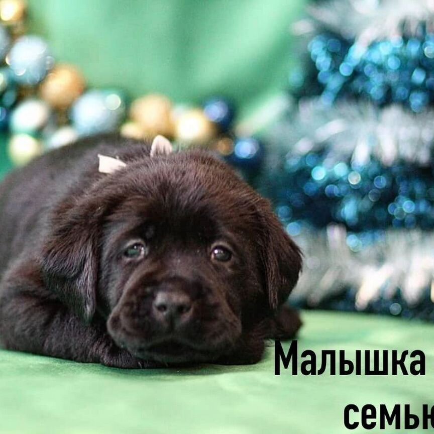 Щенки лабрадора