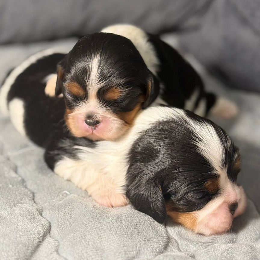 Кавалер кинг-чарльз-спаниель, щенок