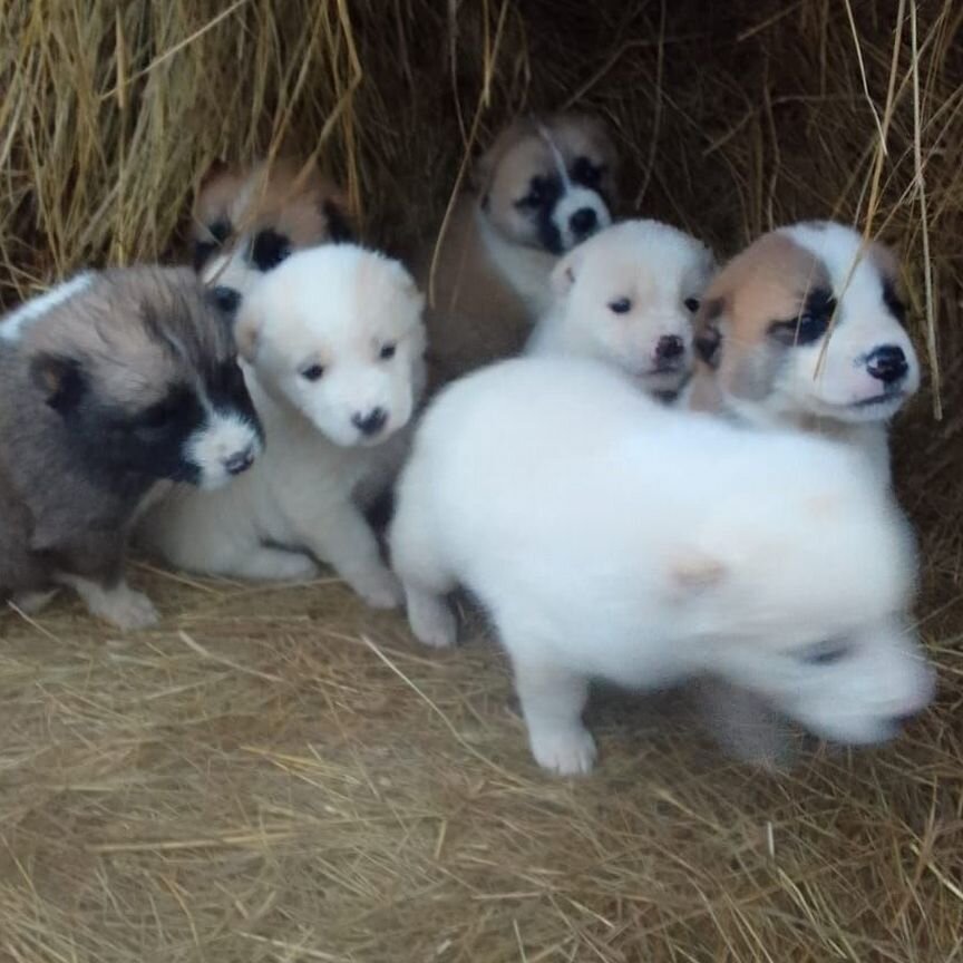 Щенки кавказской овчарки