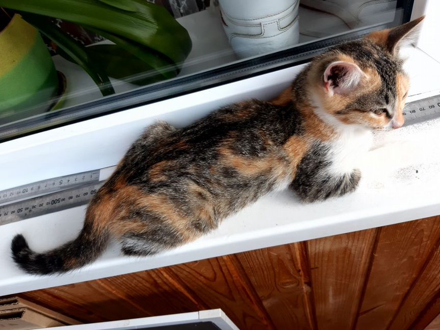 Мама-кошка и котята ищут добрые руки
