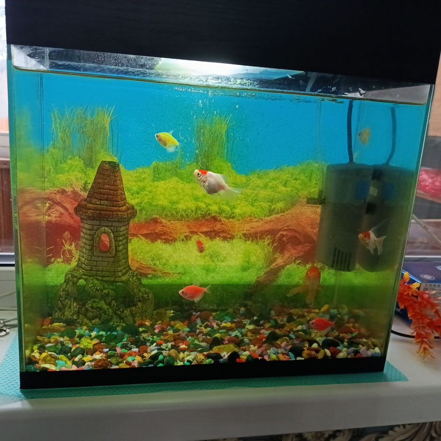 Аквариум с рыбами и с фильтром