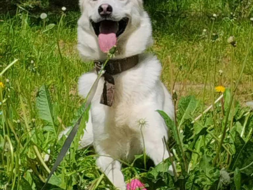 Лайка Мартин в добрые руки