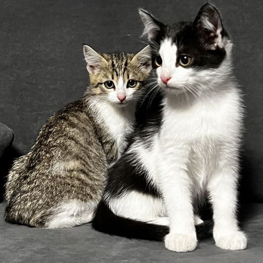 Отдам котят в добрые руки