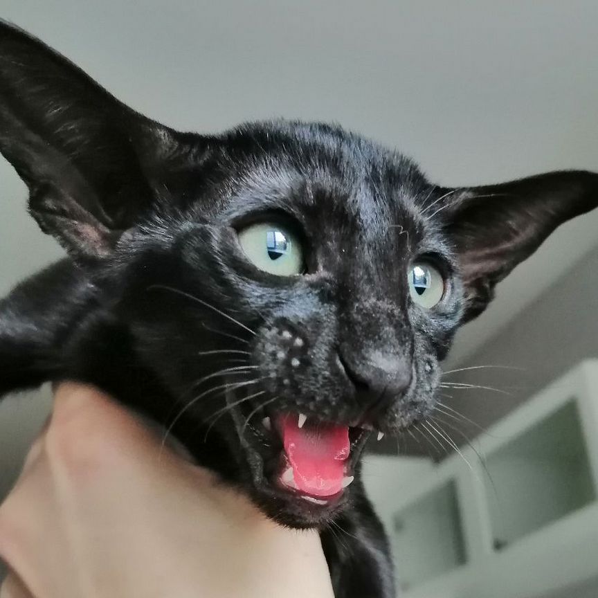 Ориентальный котёнок