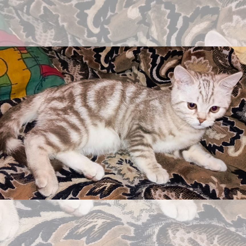 Шотландский котёнок (девочка)