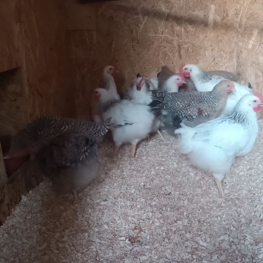 Петушки Адлерские и Белефельдеры