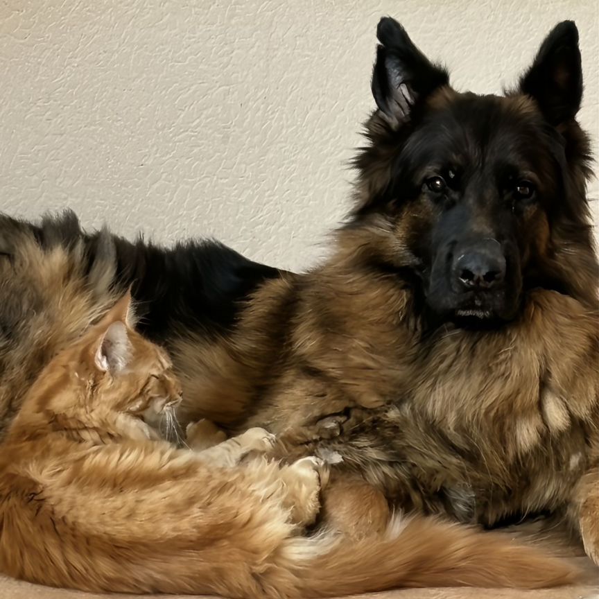 Немецкая овчарка, взрослый пёс