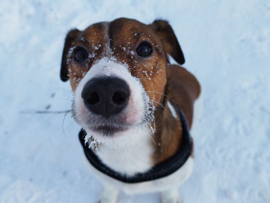 Отдам в добрые руки